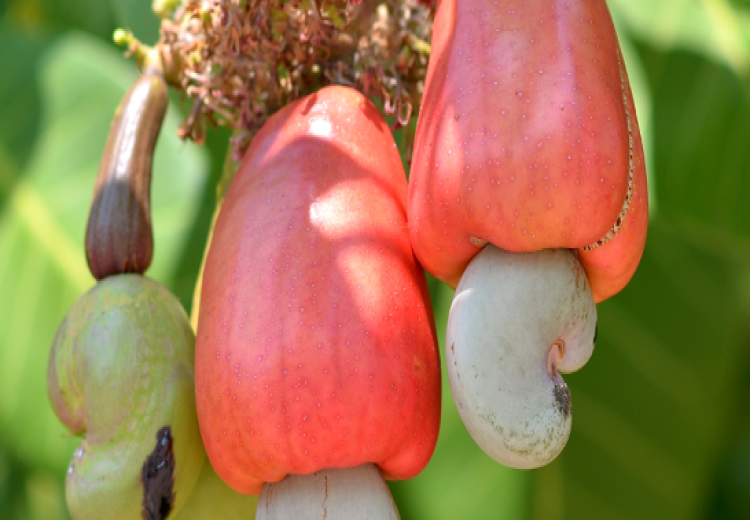 Côte d’Ivoire : le prix à la production de l’anacarde fixé à 275 Fcfa/kg pour la campagne 2024 ...